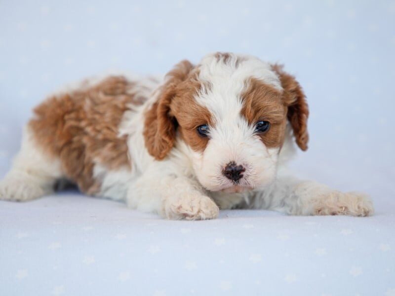 Toby - Red & White Male Puppy | Thomas Ridge Kennels