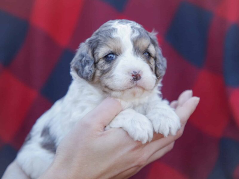 Ribbon - Blue Merle Female Puppy | Thomas Ridge Kennels